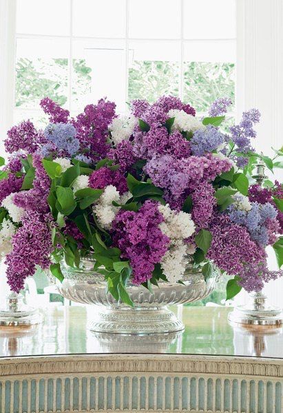 CHIC AND YE SHALL FIND: IT'S LILAC SEASON!