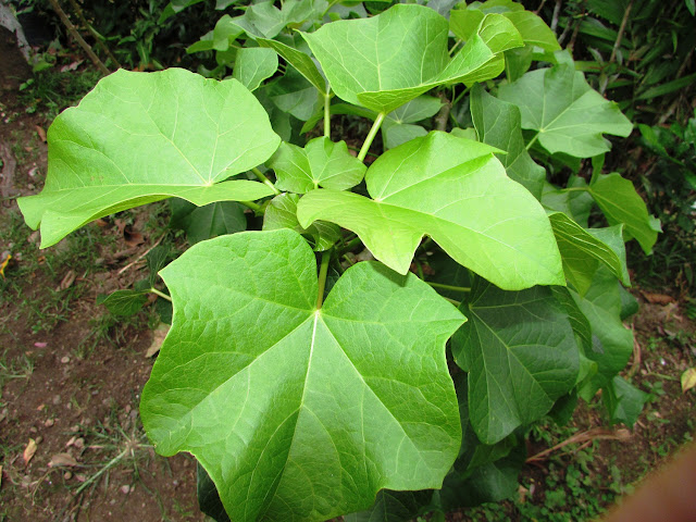 FOTO Daun Tanaman Jarak (Ricinus communis) - Foto Lepas