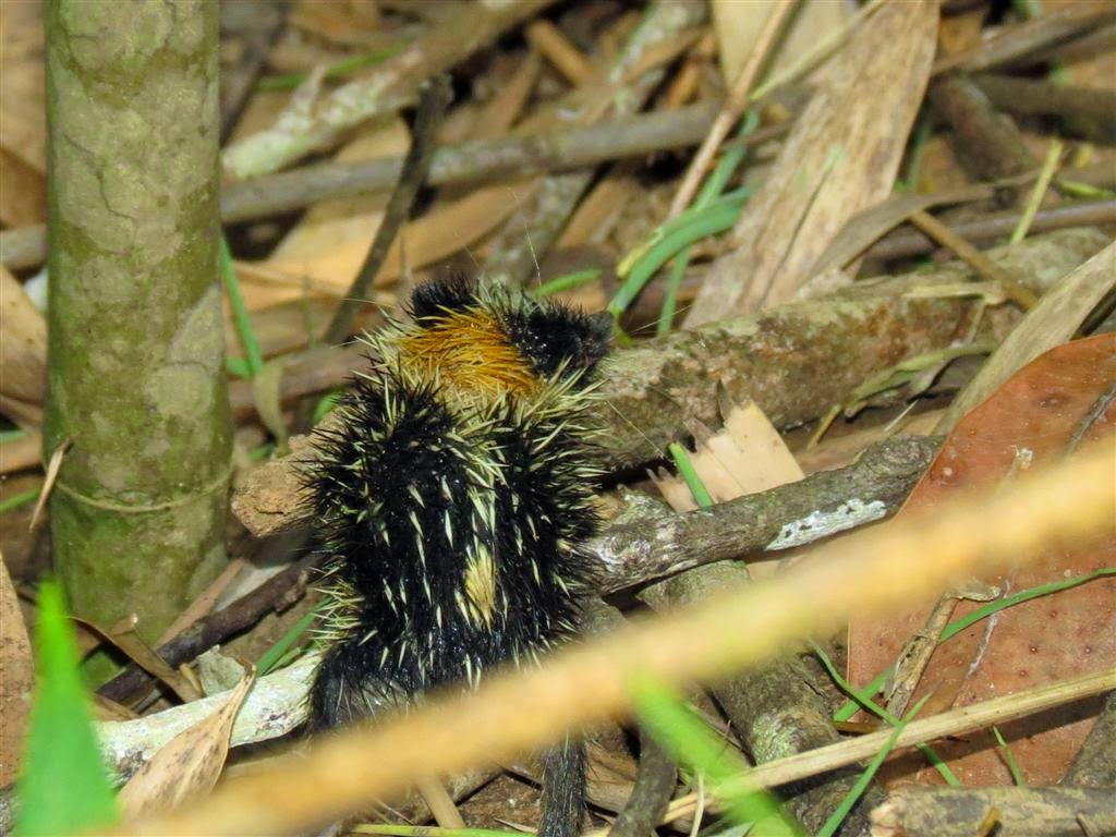 LOWLAND STREAKED TERNEC photos - wallpapers | the fun bank