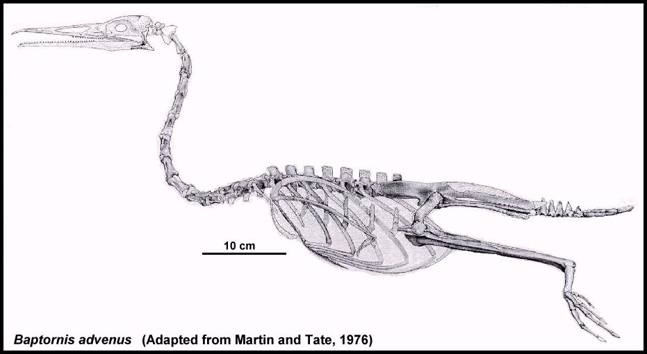 Escenarios prehistóricos: Baptornis