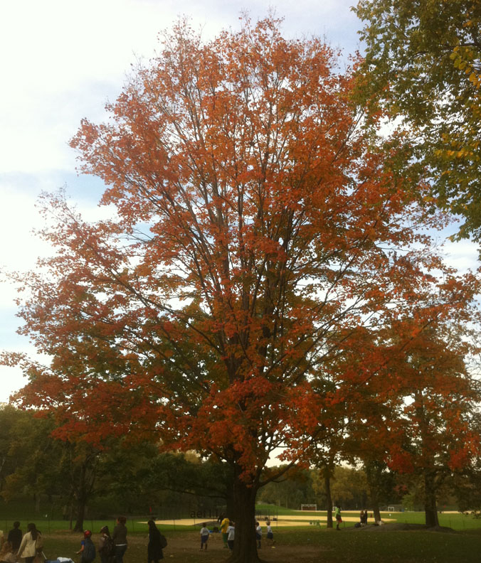 arborboy: tree ID: Acer saccharum (sugar maple)