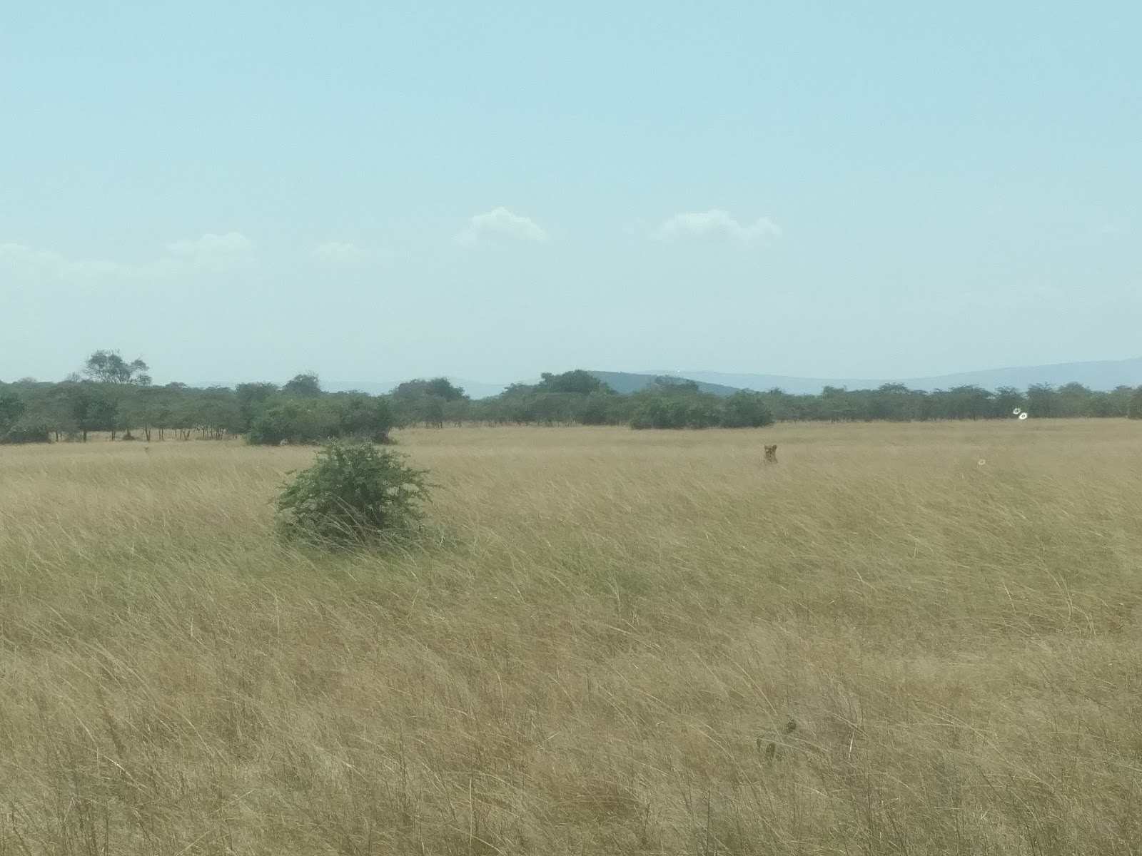 Marrakův blog: Jak jsem zíral na lva