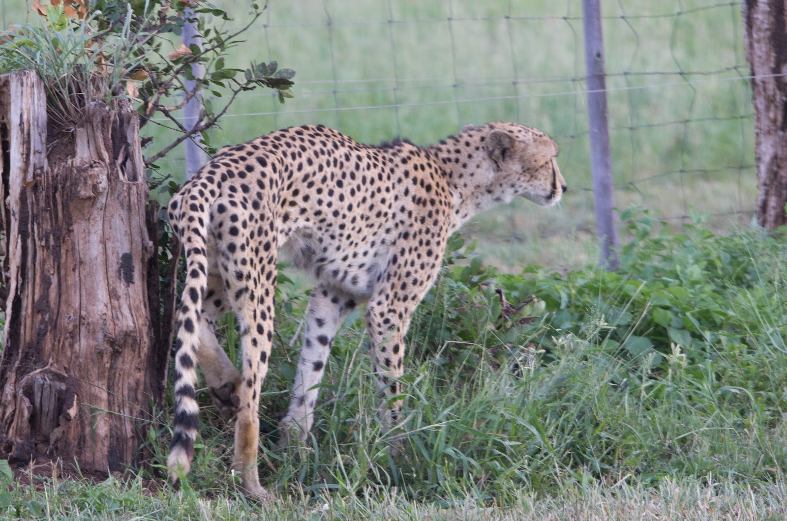 Travels and Birds: Cheetahs - Up Close and Personal