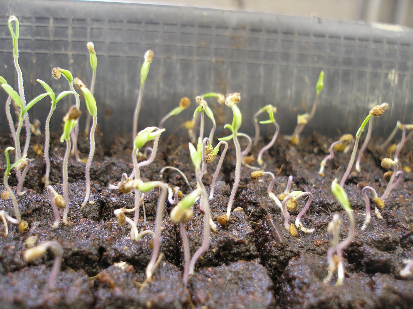 The Boulder Belt Blog: Tomato Seedlings