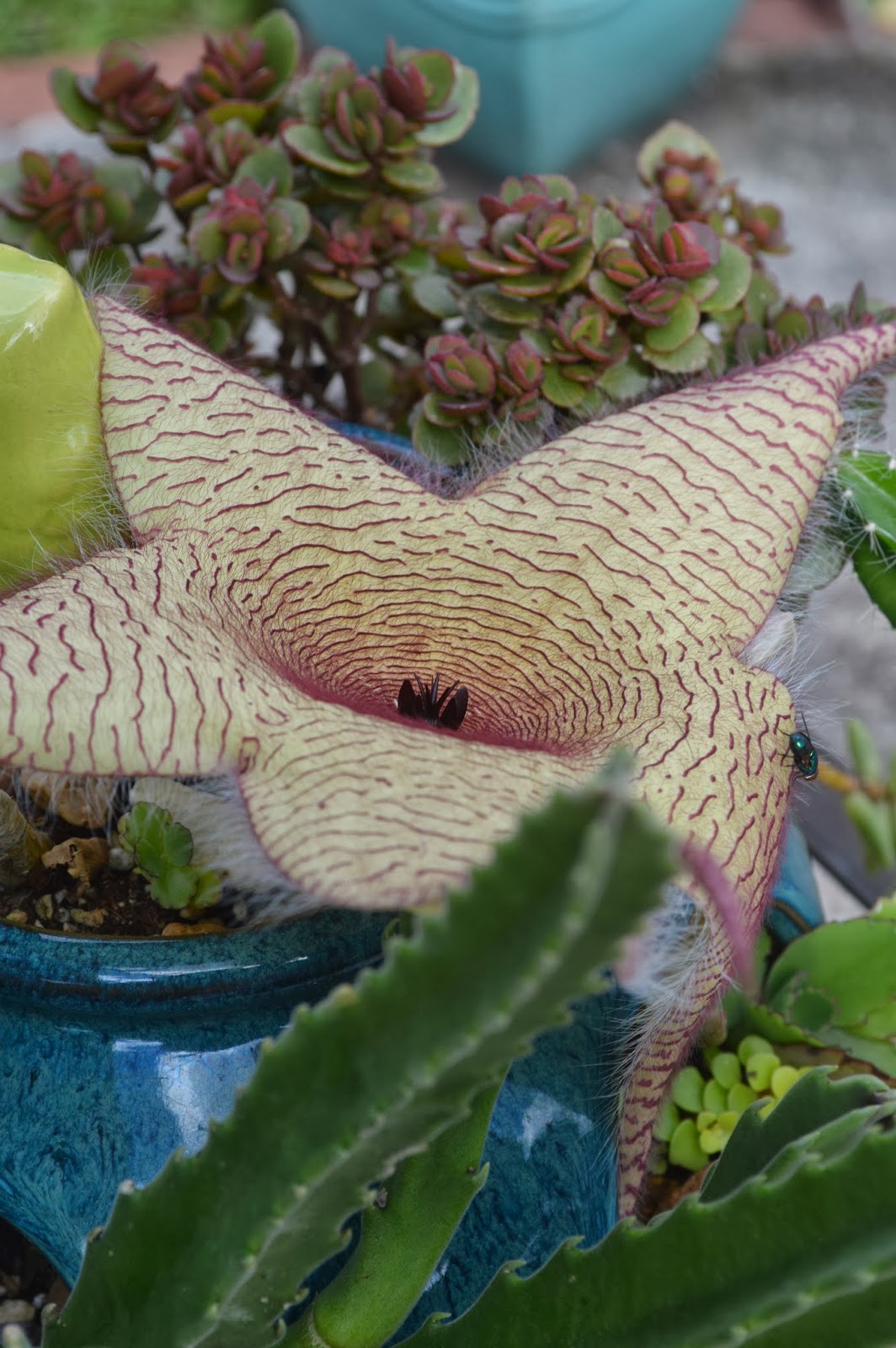 The Stapelia gigantea Cactus Flower (Carrion flower)