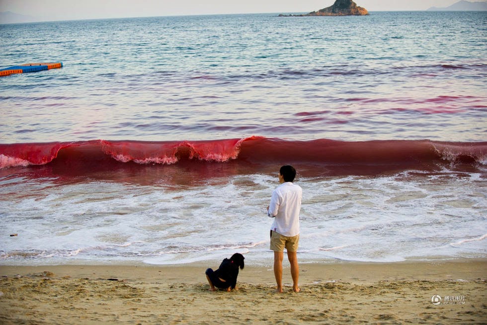Sentinelle Du Peuple: Chine: La mer vire rouge sang sur une plage de ...