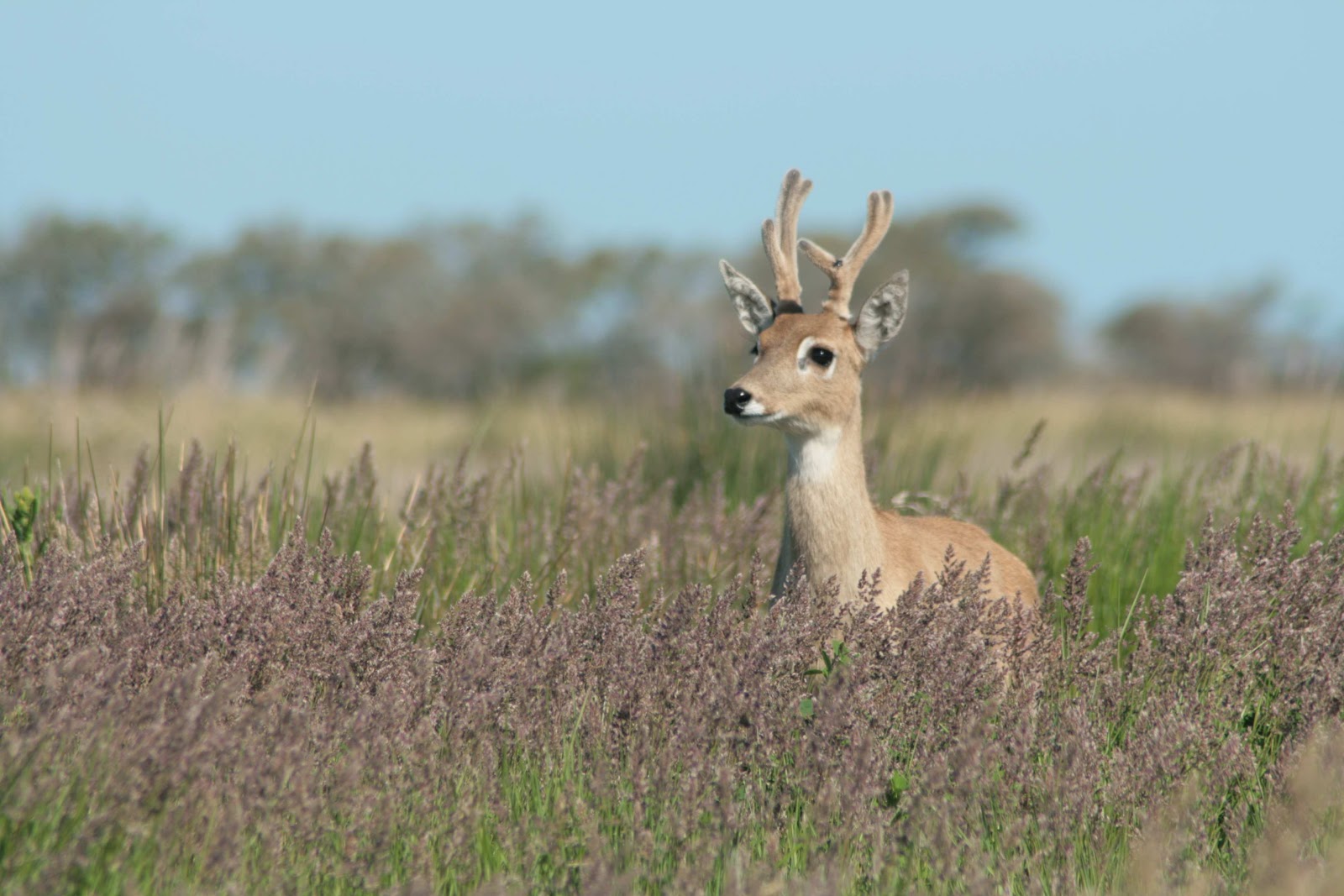 Numb Criollo / Criollo Dormido