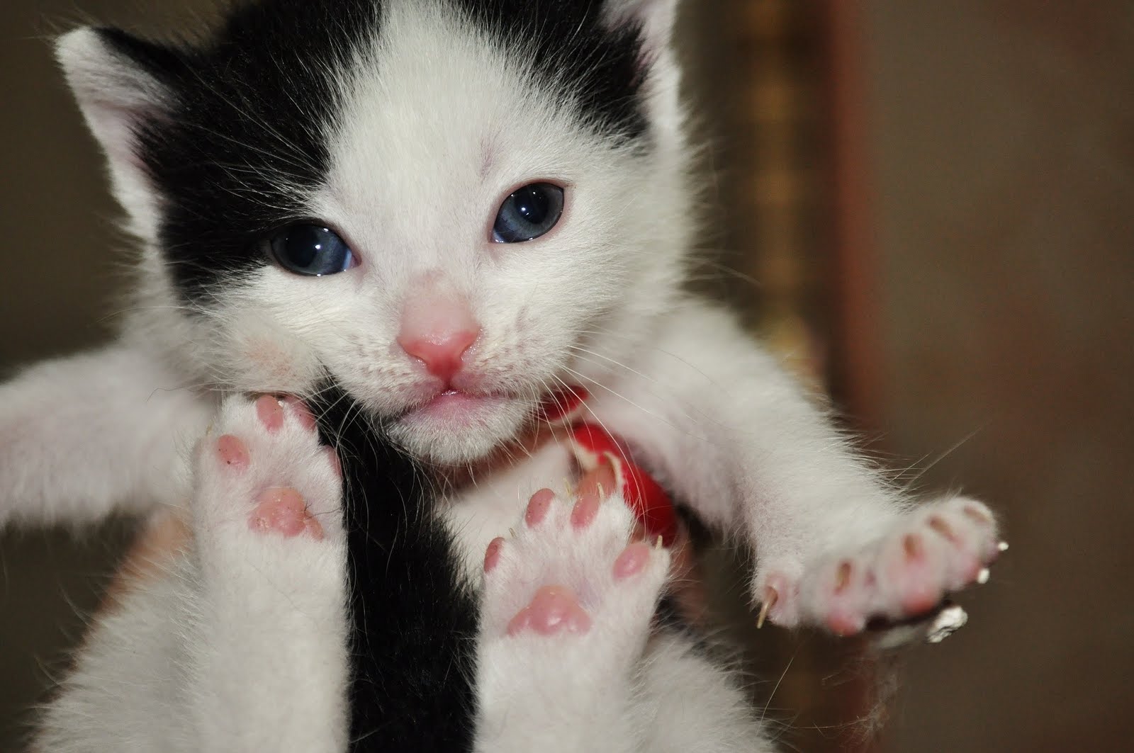 Bellissimi gattini! ADOTTATI