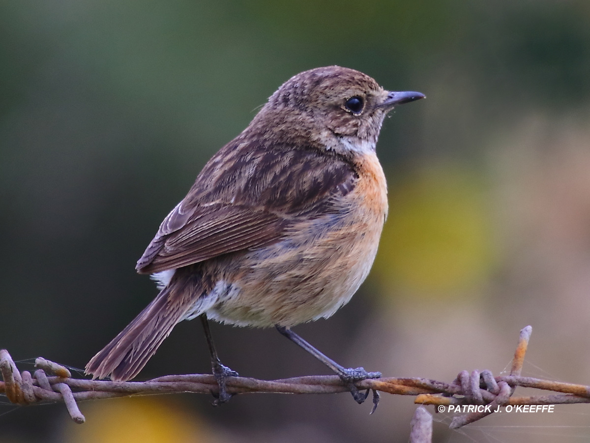 Raw Birds: EUROPEAN STONECHAT (Saxicola rubicola subspecies S. r ...