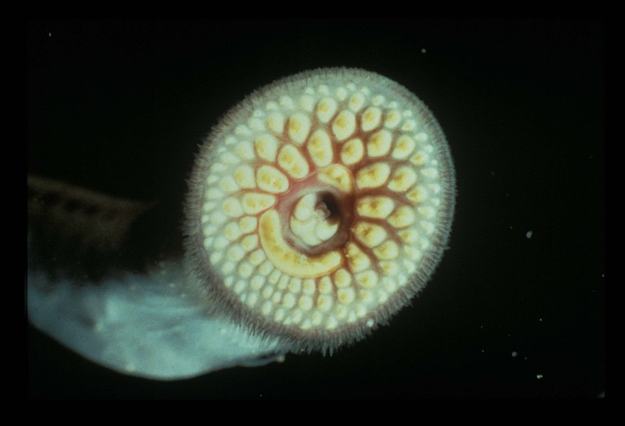 Phylum Chordata: Cephalaspidomorphi