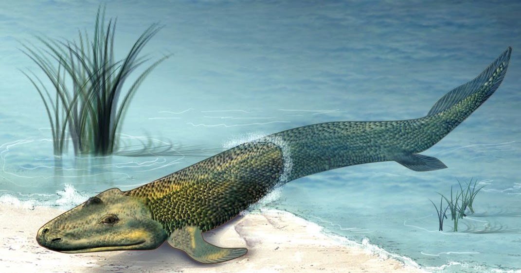 El paso de la vida acuática a la vida terrestre - Biología