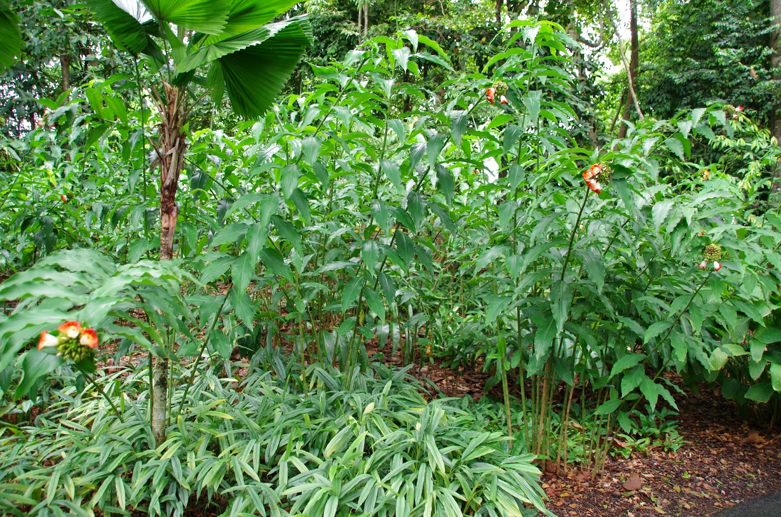 Trees and Plants: African Spiral Flag (Costus lucanusianus)