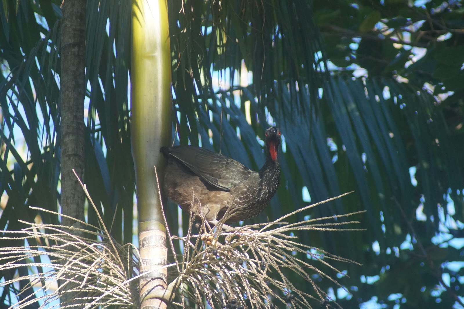 Fauna e Flora da Mata Atlântica