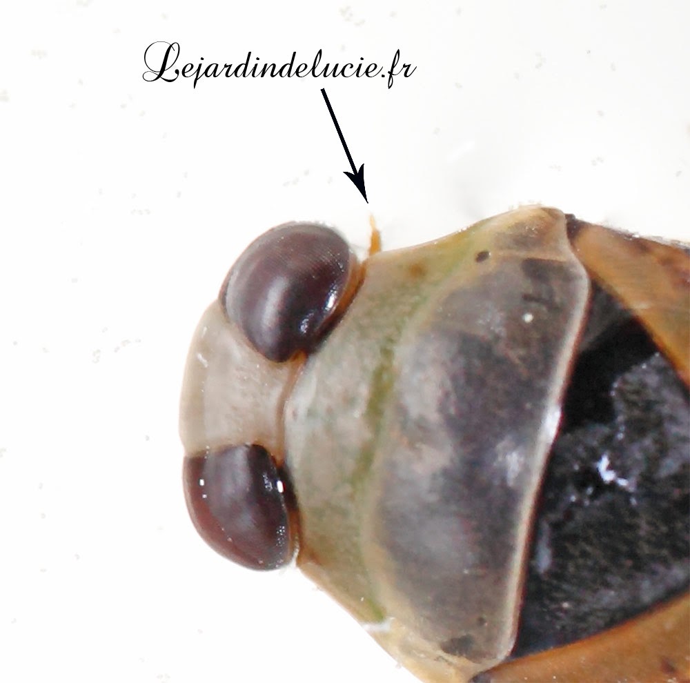 Notonecta maculata, une punaise aquatique