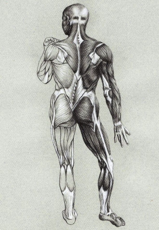 CGfrog: Study of Anatomical Structure Drawings - by Veri Apriyatno
