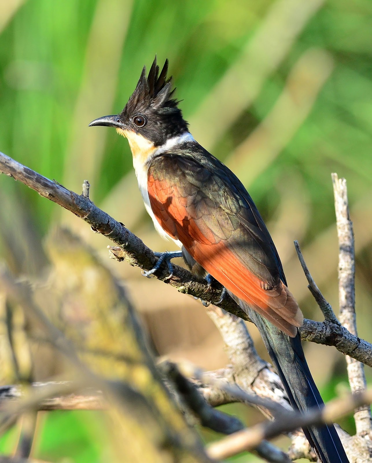 ksxbirds photography: Chestnut-winged Cuckoo