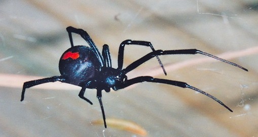 ENCYCLOPEDIA OF ANIMAL FACTS AND PICTURES: Spiders
