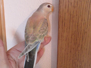 The Splendid Bourke Bird Blog: Pale Fallow or blue-edged Cream Bourke Parakeet