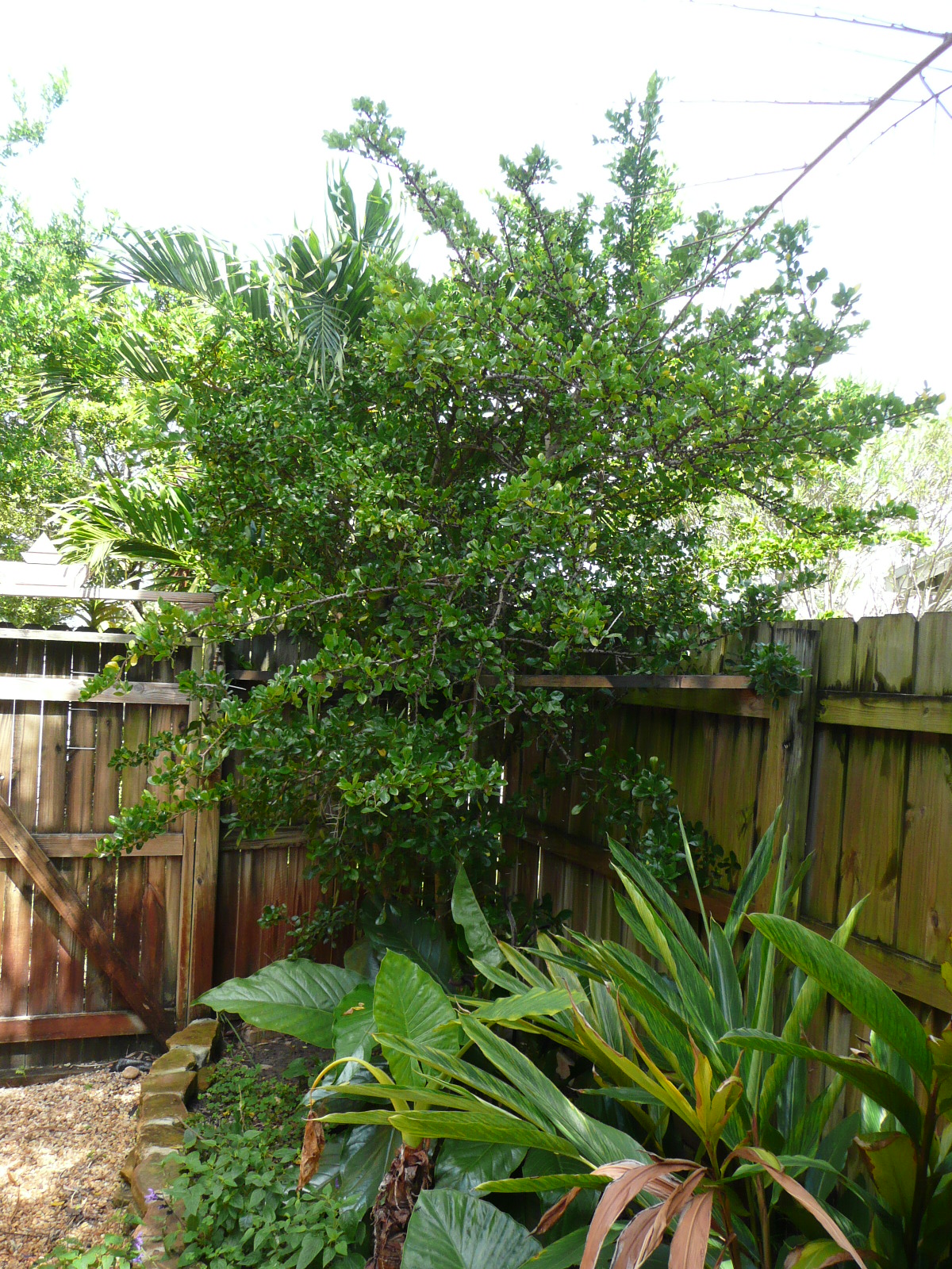 Gardening South Florida Style: White Indigo Berry Bush