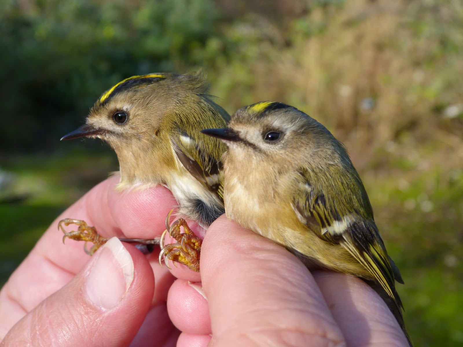 Lamsdell Bird Ringing and Wildlife Blog: Broadwater GP - 27 November 2014