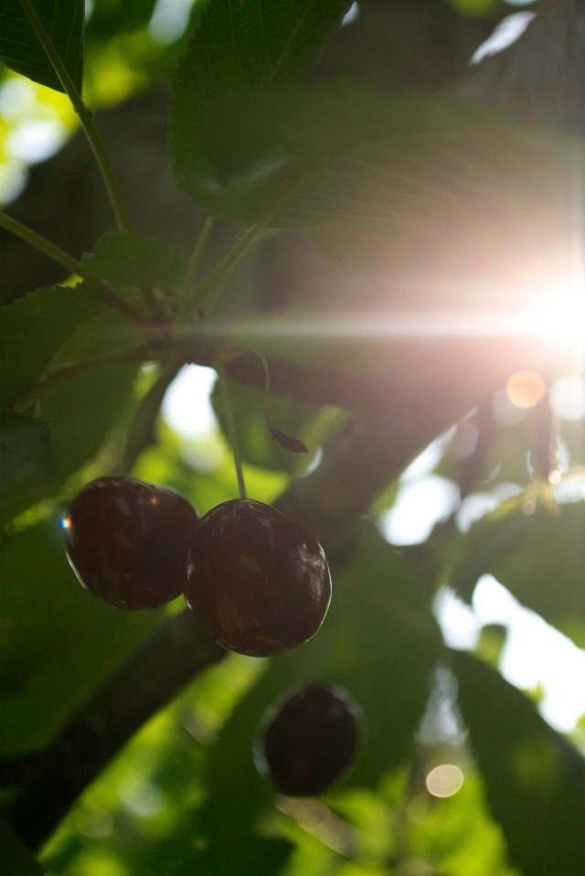 Accordion To Kellie: CHLOROPHYLL