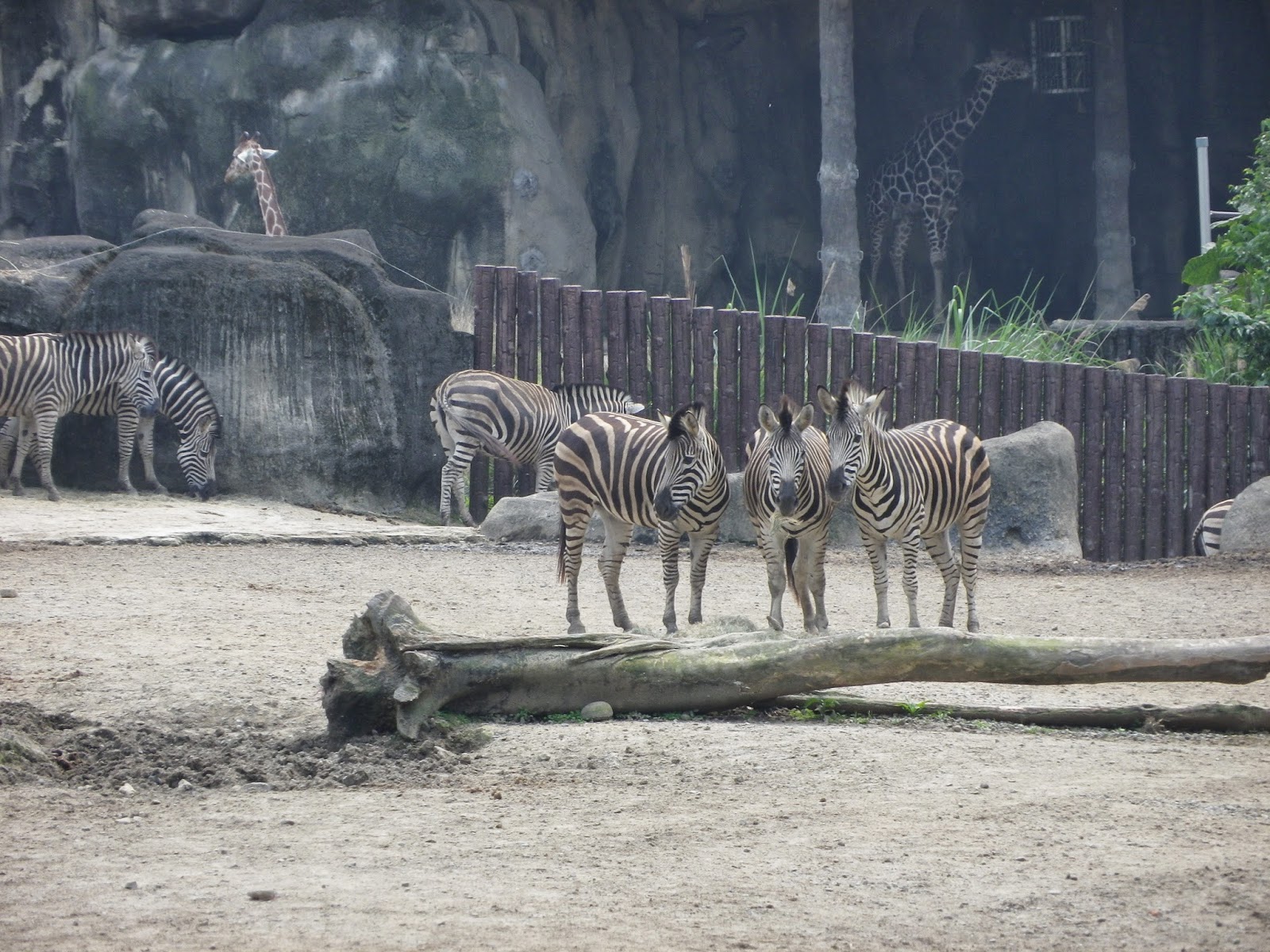 the gratefulness of a beautiful mind: Taipei Zoo.