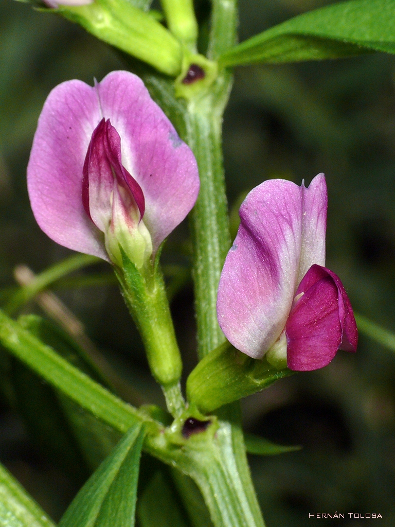 Flora Bonaerense: Arvejilla común (Vicia sativa)