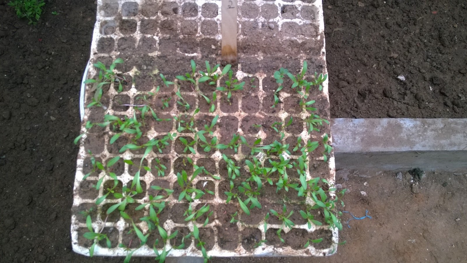 How To Grow Organic Chard