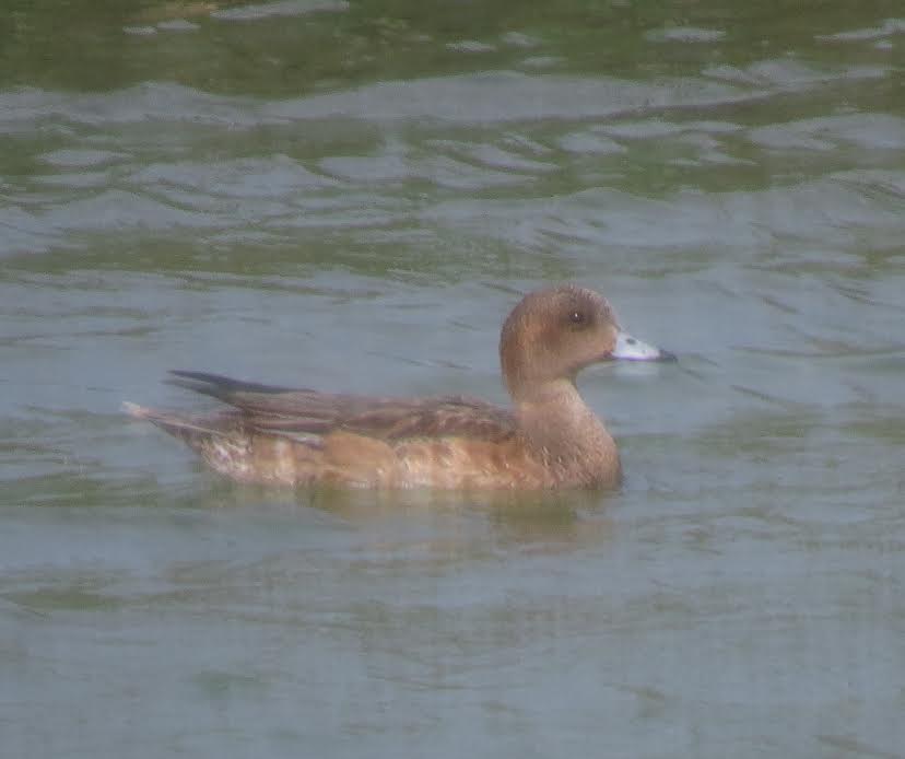 Birding Axarquia: Cabo de Gata with the Arboleas Group