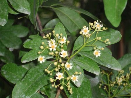 elarbolmiamigo-encinarosa: Bursera simaruba / Pistacia simaruba ...