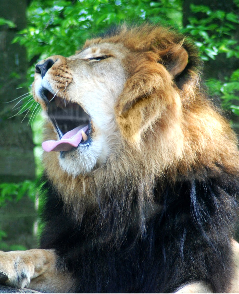 HHS Digital Photo Blog: Hope W- Lion