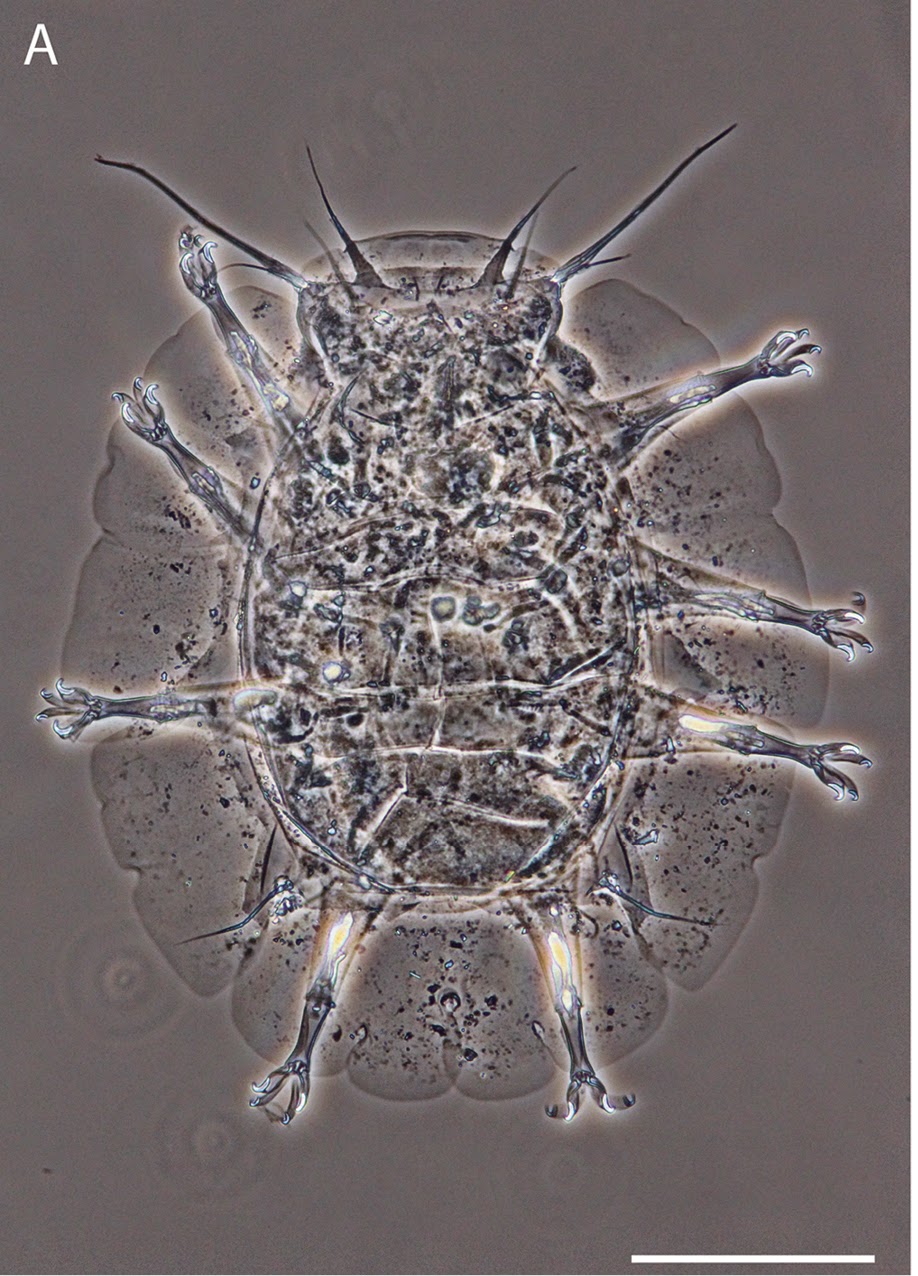Biodiversity Science: Discoveries of the week #28