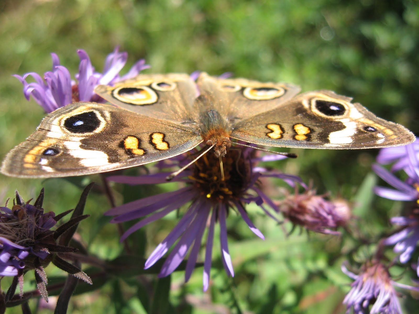 Tangled Web: Autumn Insects
