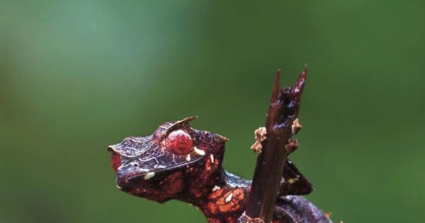 The Jungle Store: The Satanic Leaf-Tailed Gecko