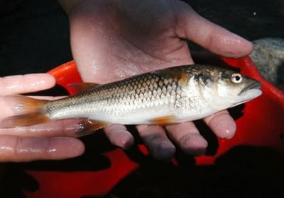 La Fauna : Los Peces