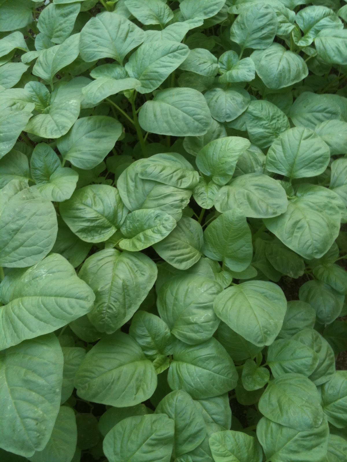 Generation Green: Spinach (Bayam)
