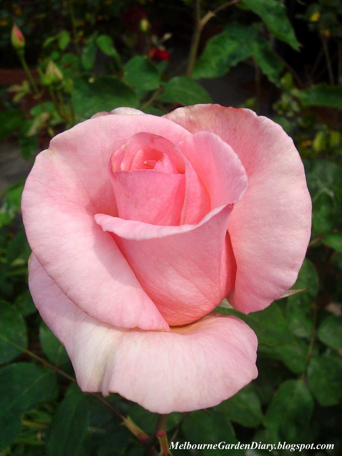 Melbourne Garden Diary: Flamingo Rose