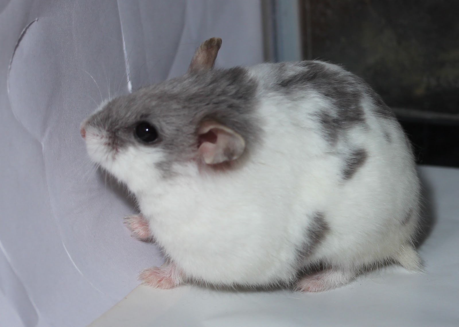 Gallery Hamster 8 ( Campbell Blue Mottled / Panda Blue ) ~ Tip dan Trik ...