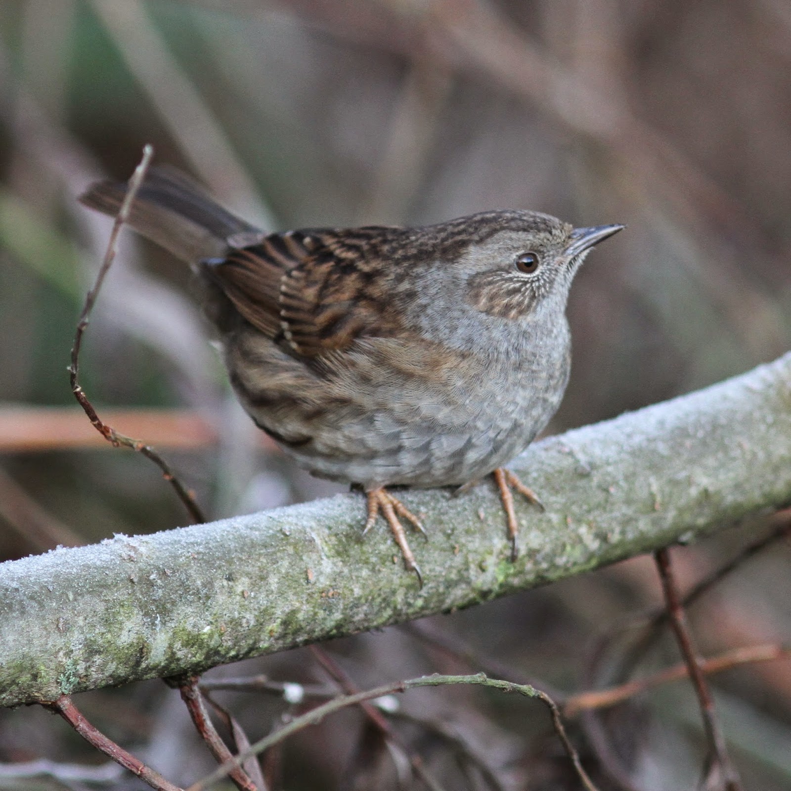 TrogTrogBlog: Bird of the week - Dunnock