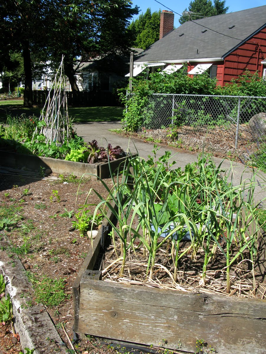 Growing Edibles in Vancouver, British Columbia: Vegetables in the Front ...