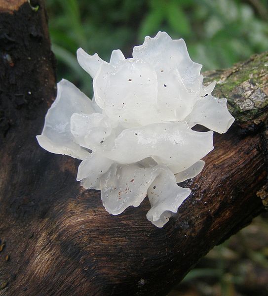 Variety of Life: Tremella