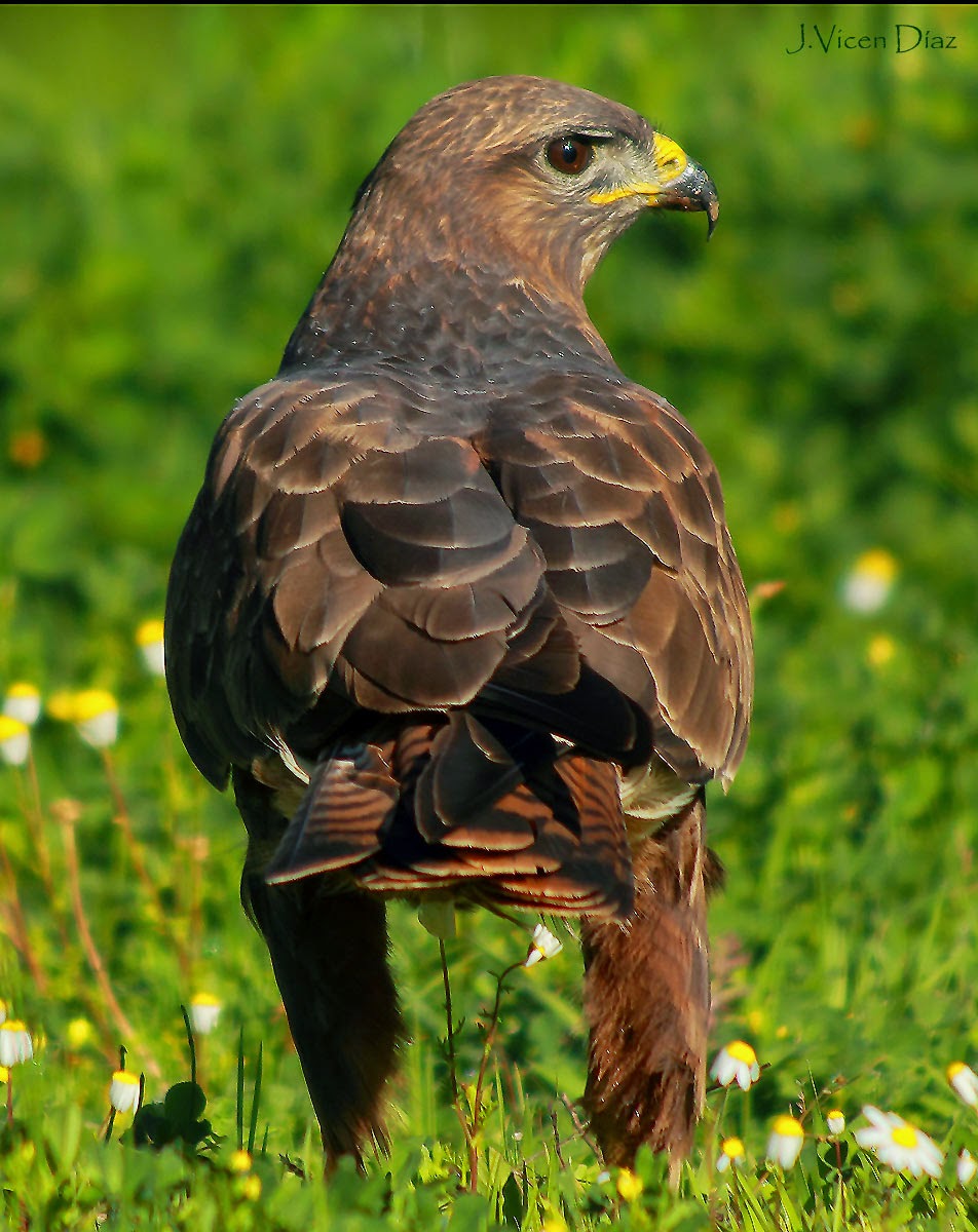 Ratonero común (Buteo buteo)