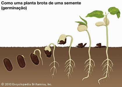 GrowPlant Cultivo Indoor: Como Germinar Sementes
