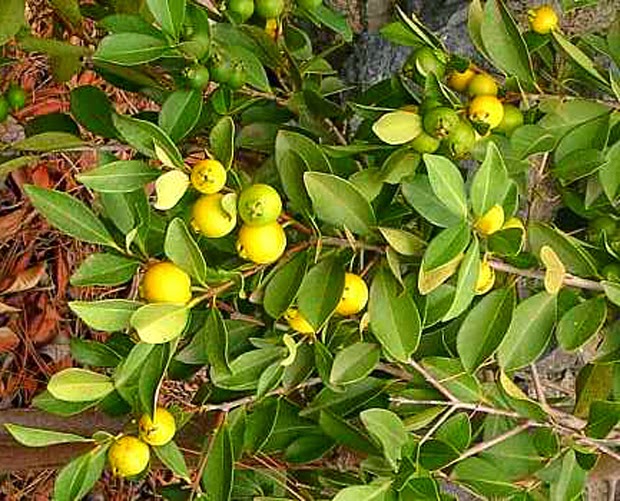 Animales y Plantas de Perú: Guayaba - Psidium guajava