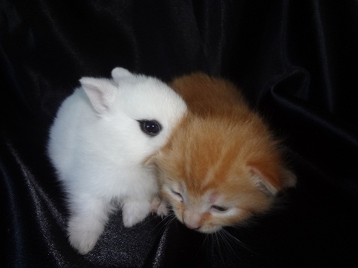Emily's Hoppin' Hotots: 2 week old Bunny and 2 week old Kitten