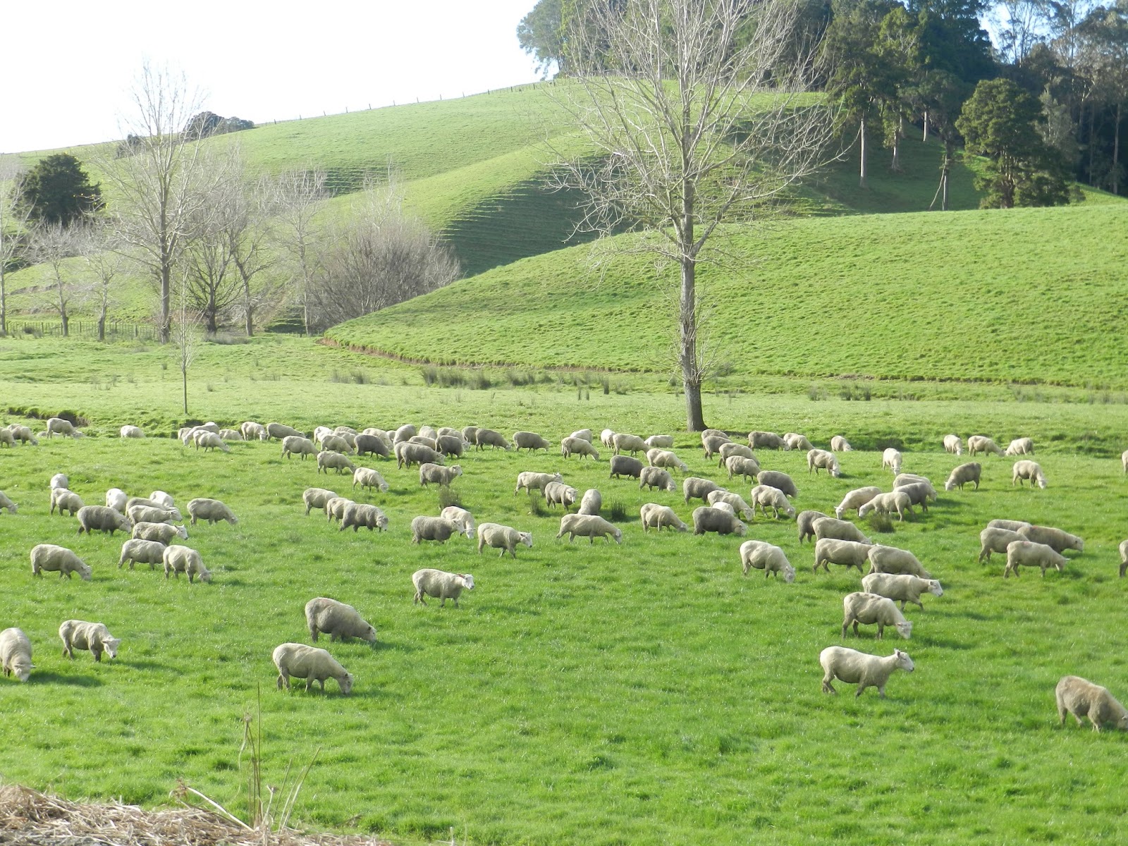 The Paddock: Sheep