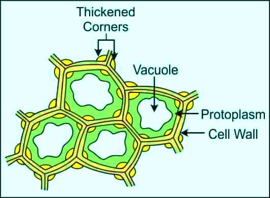 Realm of Wizdom: Anatomy of Flowering Plants : Collenchyma tissues