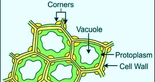 Realm of Wizdom: Anatomy of Flowering Plants : Collenchyma tissues