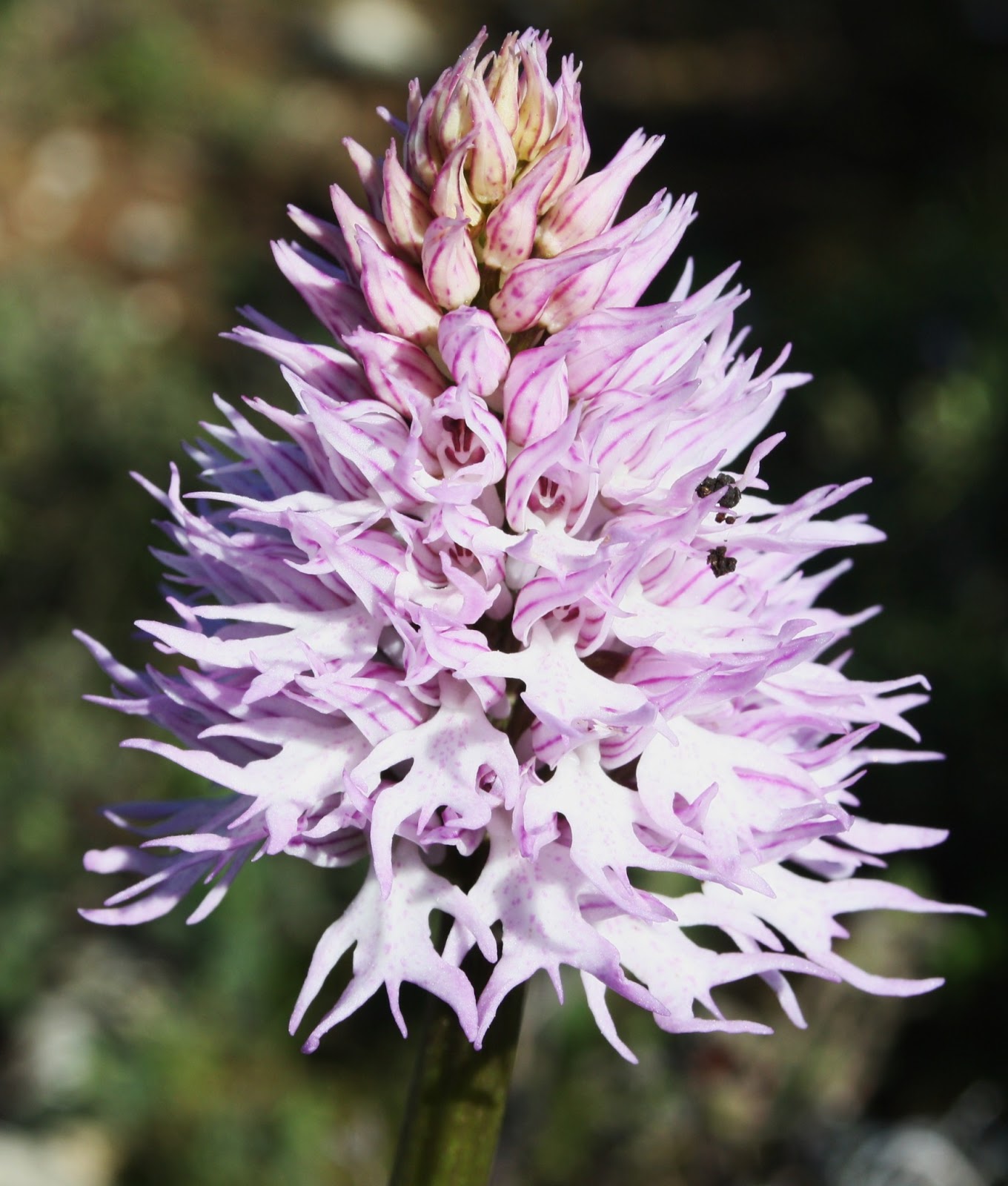 Plantas: Beleza e Diversidade: Na estação das orquídeas (8): Flor-dos ...