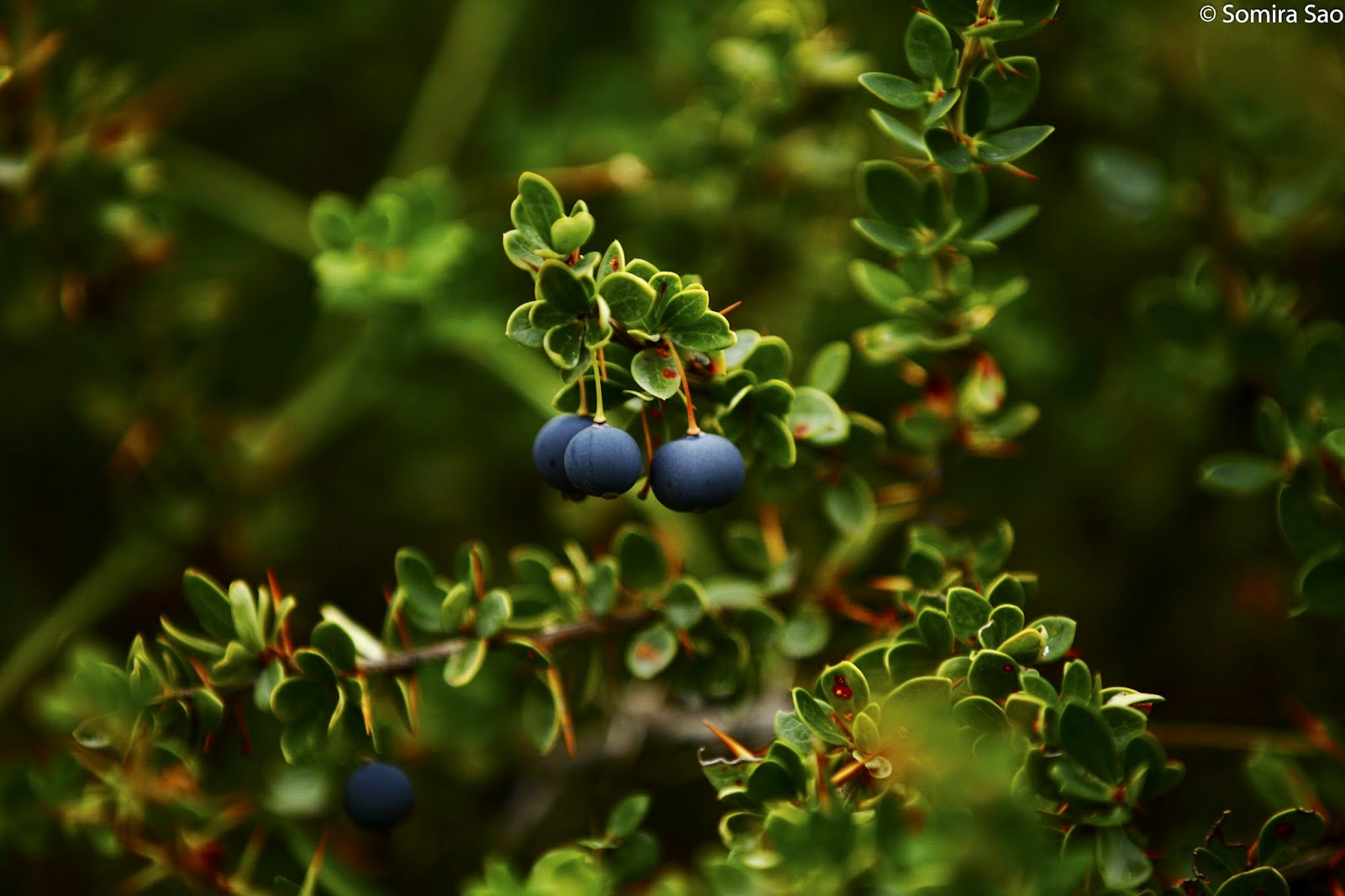 Anasazi Racing: calafate (berberis microphylla) / box-leaved barberry
